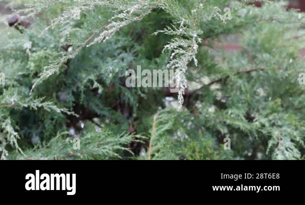 Delicate snowflakes falling and settling on the branches of an ...