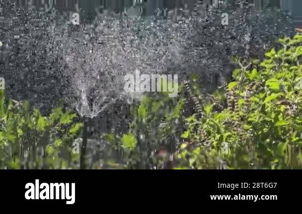 Water spraying out of a garden irrigation system backlit by the sun ...