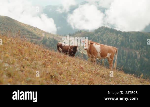 Two healthy purebres wild brown cows grazing on field in picturesque ...