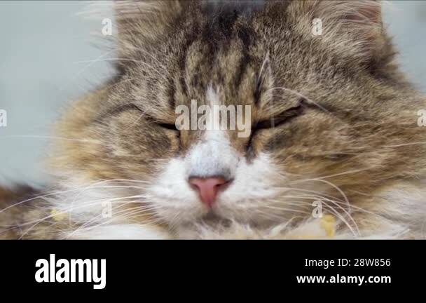 Sharp Eyed Sleepless Tabby Cat Stares at Camera Footage Stock Video ...