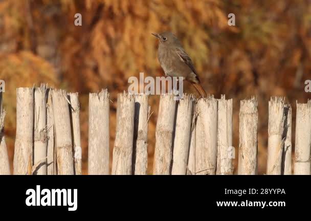 Black redstart Phoenicurus ochruros flies out from a wooden fence in El ...