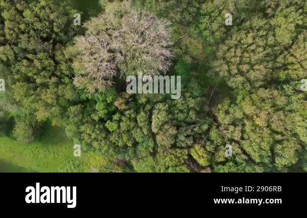 A stunning top-down aerial view of a lush green forest, showcasing a ...
