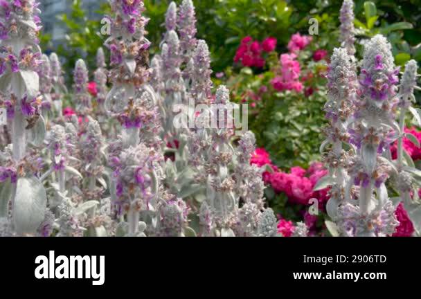 Bees buzzing around blooming purple and pink flowers in a lush garden ...