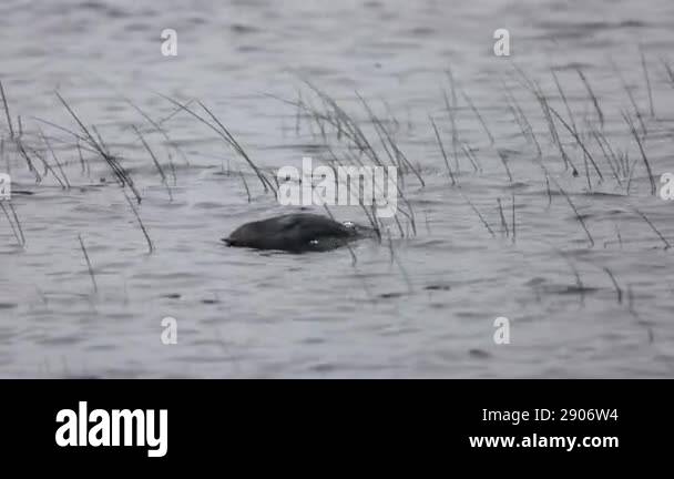 A black waterbird with a white beak glides calmly through rippling ...