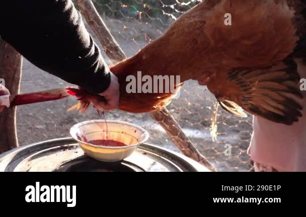 Capturing the Traditional Method of Preparing Chicken in an Outdoor ...