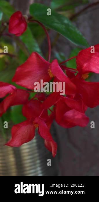 Bright red flowers with lush green leaves in a vibrant outdoor setting ...