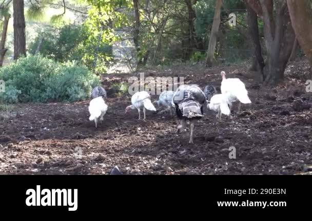 Turkeys foraging in natural habitat surrounded by trees and greenery ...