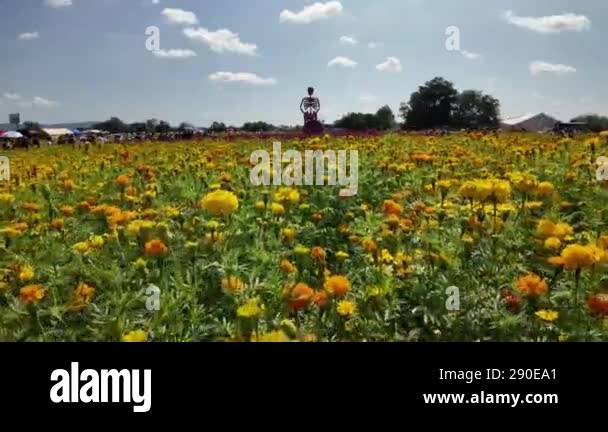 Visit vibrant cempaschil flower fields in Atlixco Puebla for a cultural ...