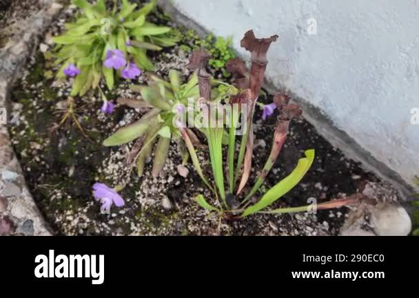 Unique plants thrive in garden setting showcasing vibrant colors and ...