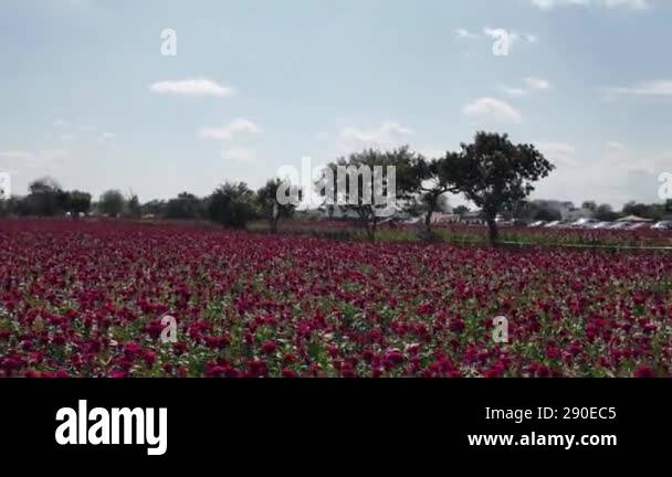 Mexican fields Stock Videos & Footage - HD and 4K Video Clips - Alamy