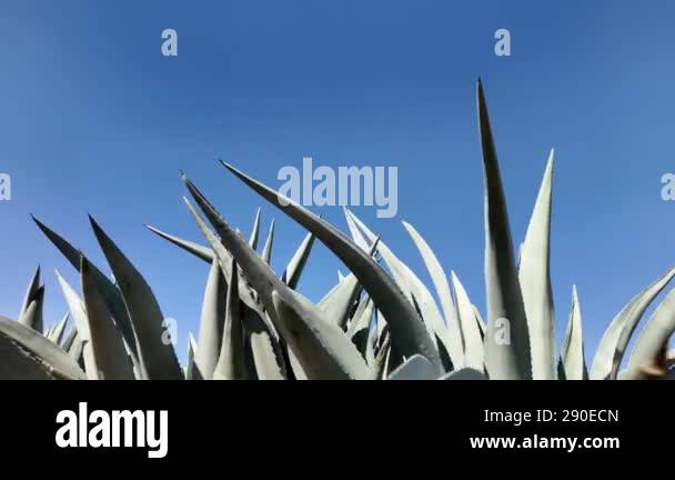Agave plants reaching towards a clear blue sky in a vibrant landscape ...