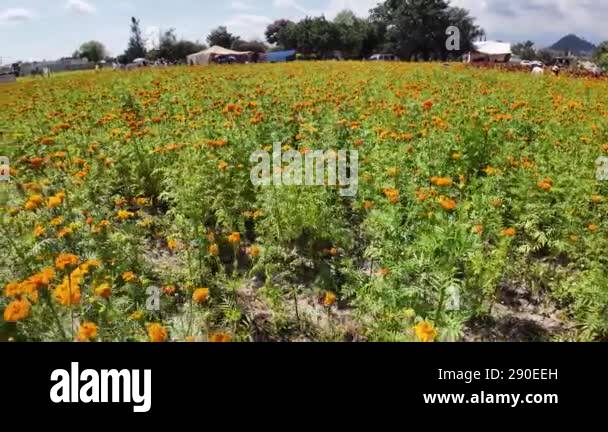 Vibrant cempaschil flower fields bloom in celebration of Da de Muertos ...