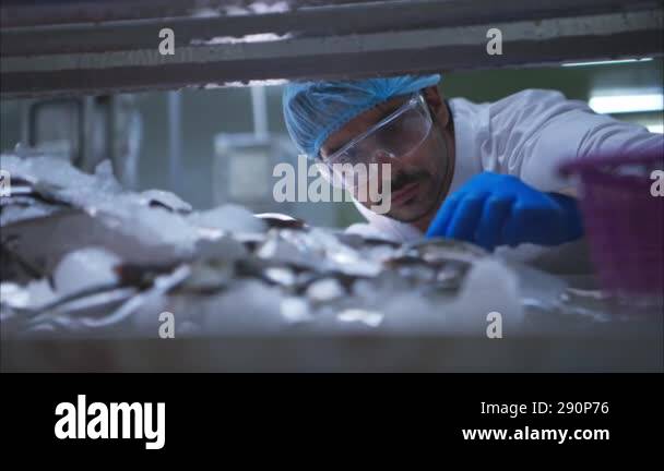 Raw material quality inspectors evaluate and inspect fish pieces before ...