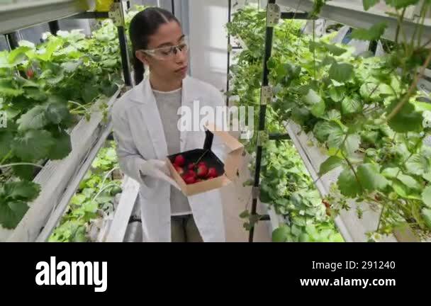 High angle shot of concentrated young biracial female agricultural ...