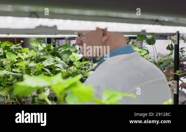 Back view shot of young Caucasian male agroengineer wearing white ...