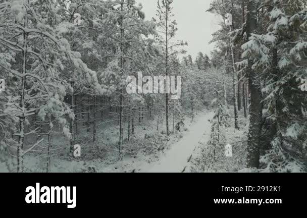 Spruce Forest in Winter. European Nature. Early and Cold Winter Evening With a Snowy Forest ...