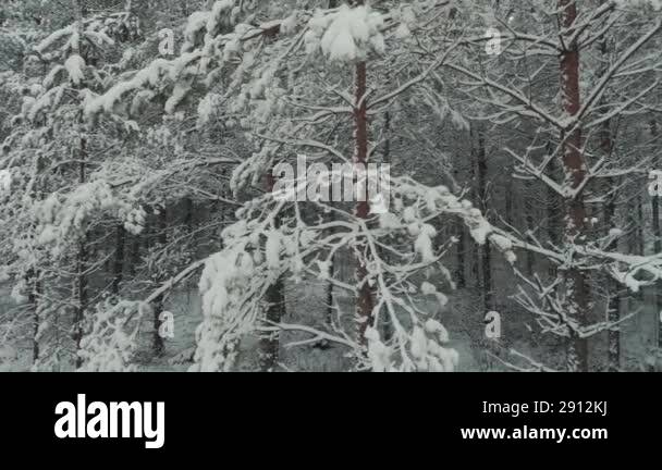 Spruce Forest in Winter. European Nature. Early and Cold Winter Evening With a Snowy Forest ...