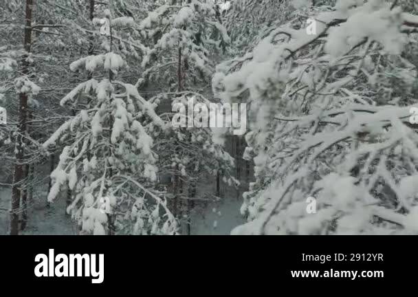 Spruce Forest in Winter. European Nature. Early and Cold Winter Evening With a Snowy Forest ...