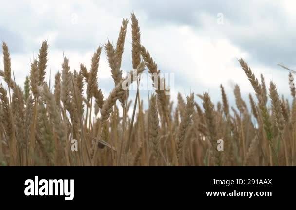 Field with cultivated wheat in Germany, harvest in the summer ...