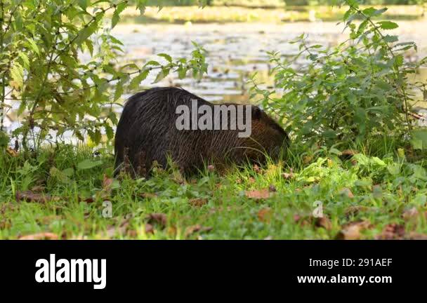 Nutria river rat, coypu herbivorous, semiaquatic rodent member of the ...