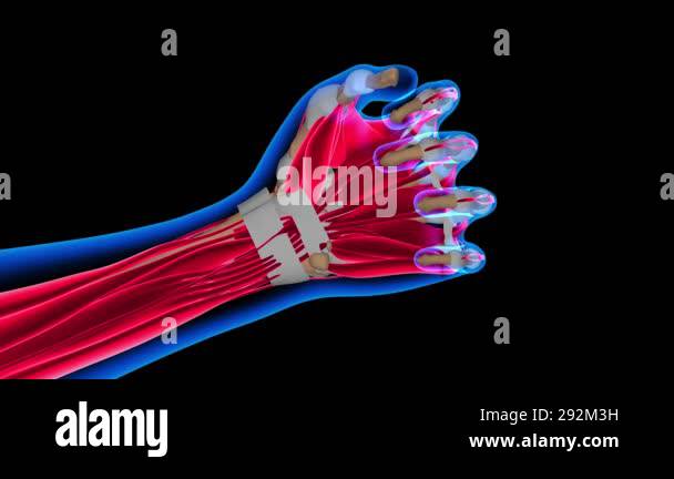 human hand fingers folding animation showing with bones and muscle 3D ...