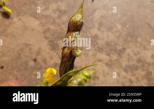 Pod borer attack on pigeon pea pod. Maruca vitrata is a tropical pest ...
