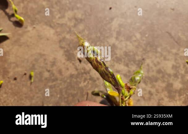 Pod borer attack on pigeon pea pod. Maruca vitrata is a tropical pest ...