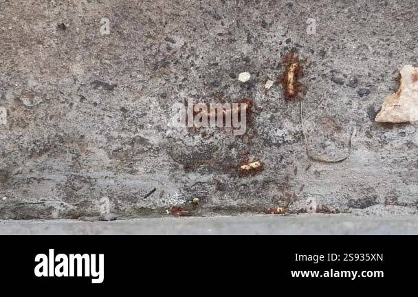 Fire or red ants eating food in group. Red ants swarming food create ...