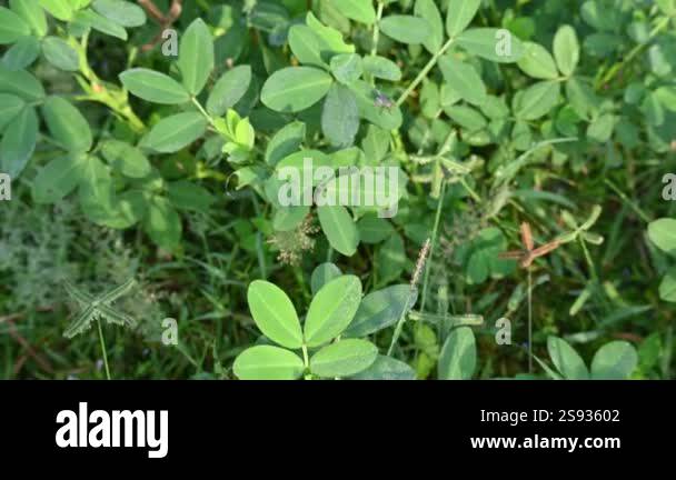 Peanut plant in the field. Its other names Arachis hypogaea, groundnut ...