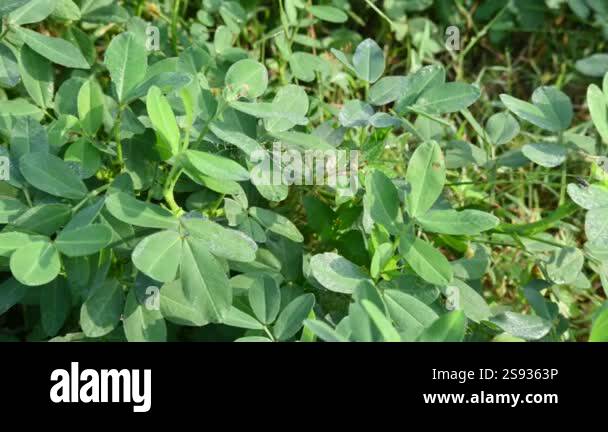 Peanut plant in the field. Its other names Arachis hypogaea, groundnut ...