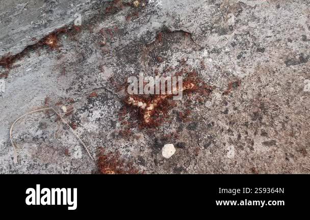 Fire or red ants eating food in group. Red ants swarming food create ...