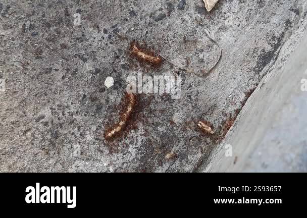 Fire or red ants eating food in group. Red ants swarming food create ...