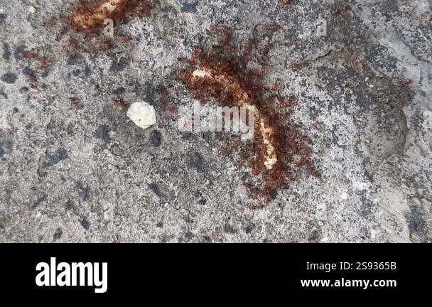 Fire or red ants eating food in group. Red ants swarming food create ...