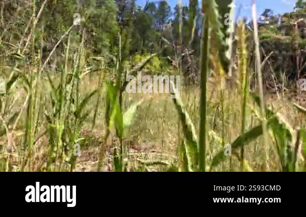 A walk through tall grass and nature Stock Video Footage - Alamy