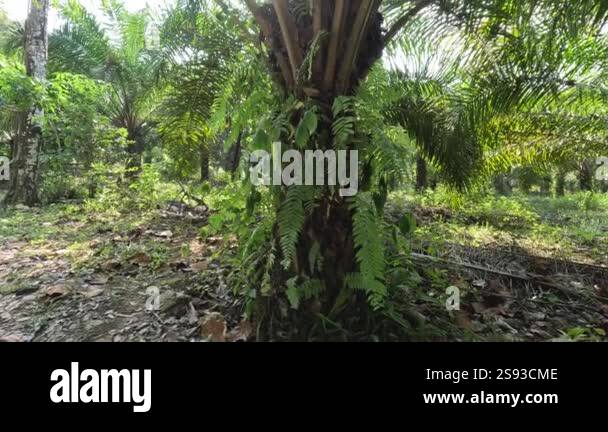 A walk through a dense palm tree farm Stock Video Footage - Alamy