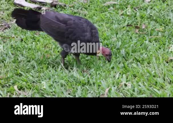 Turkey vulture walking and pecking in grassy area Stock Video Footage ...
