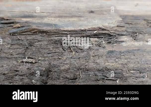 rotten wood caused by moisture Stock Video Footage - Alamy