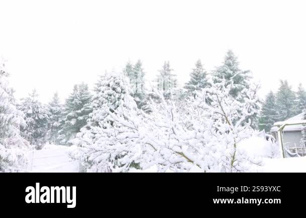 Over 20 cm of snow blankets a serene garden. Trees and branches are ...