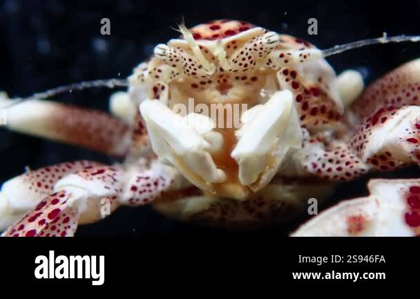 Underwater view of sea crab scooping Stock Video Footage - Alamy