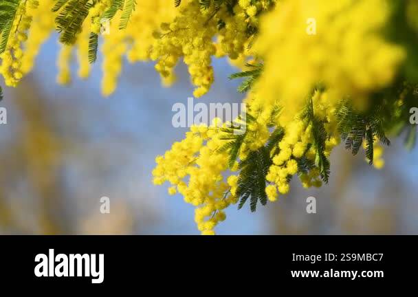 Flowering mimosa tree against blue sky. Mimosa blooms background ...