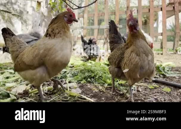 Close up shot of various chicken types and colors in a wide chicken hen ...
