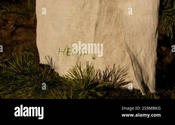 Rough hemp fabric swings on a pine tree branch in the forest. The word ...