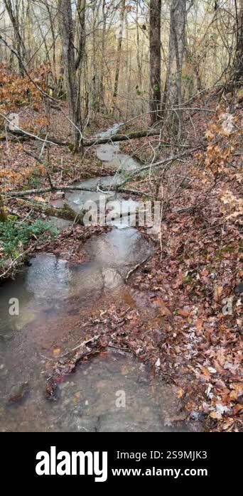 Vertical video shows winding stream running through a thick north ...