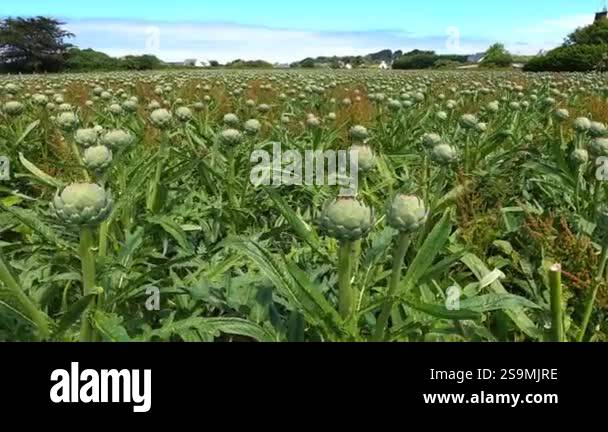 The camera captures a vast and verdant field of artichokes. The vast ...