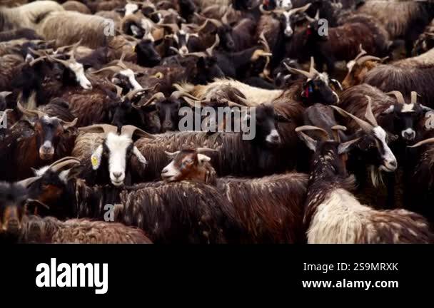 A herd of mountain goats huddles closely together, their thick fur and ...