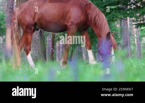 beautiful brown horse grazing in spring forest, animals, pets Stock ...