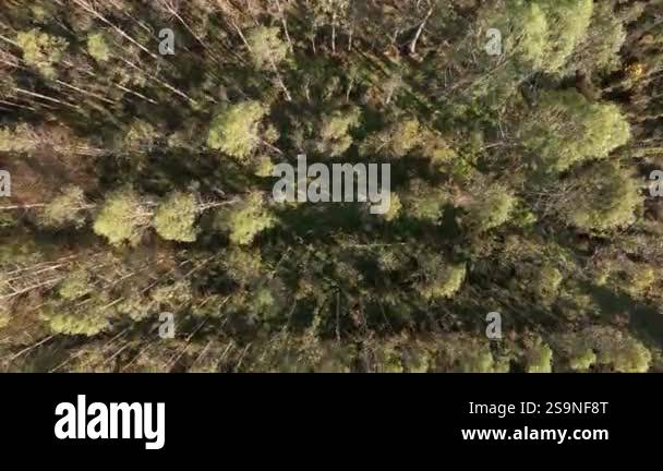 Above View Of Spruce Trees In The Forest Near Fontecova Park In A Corua ...