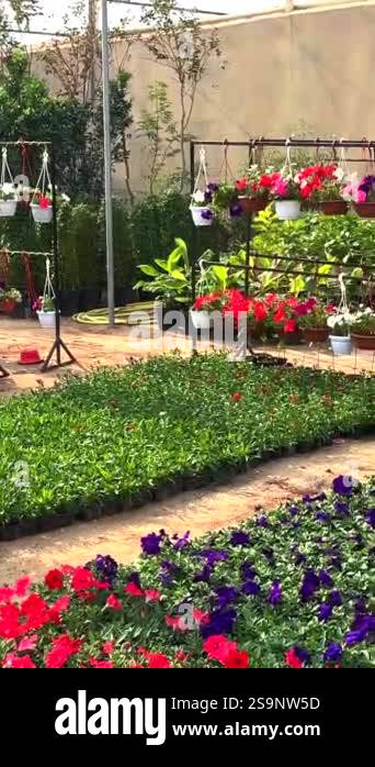 Market of plants revitalizes urban areas with gardening solutions, offering resilient plants and ...