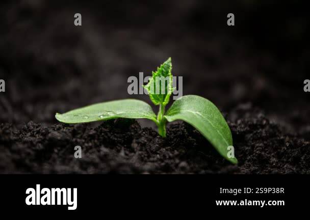 Plant Growth In Timelapse, Sprouts Germination From Seeds In Ground ...