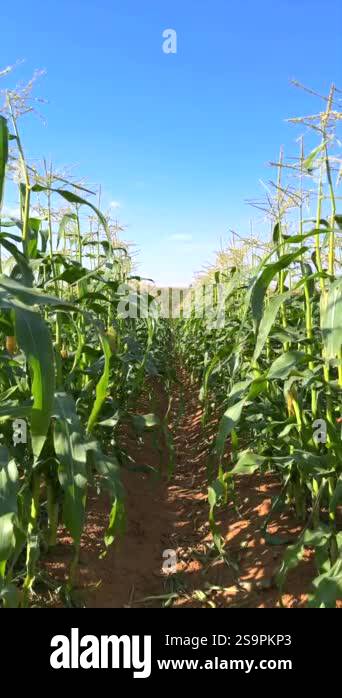 Corn field on BioFarm showcases eco-friendly practices, supporting ...